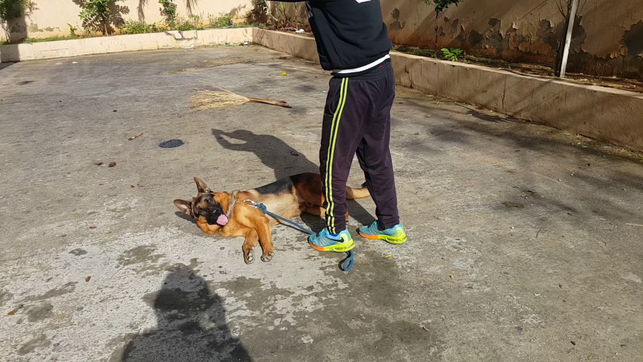 shoot gun german sheperd - YouTube