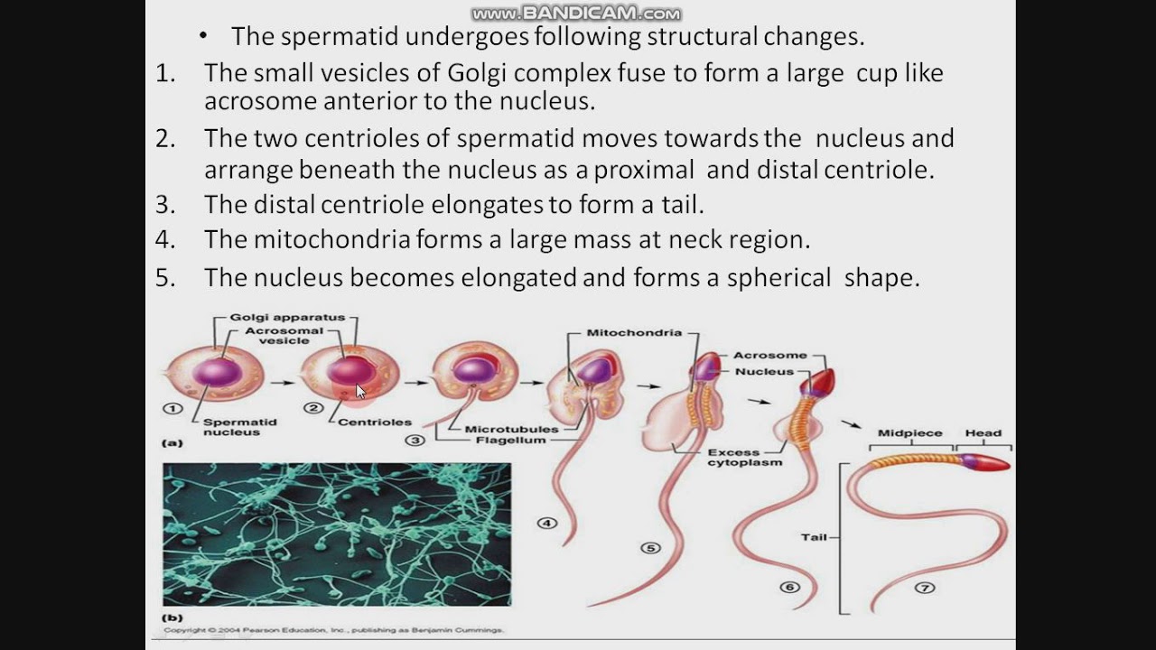 Reproduction In Humans