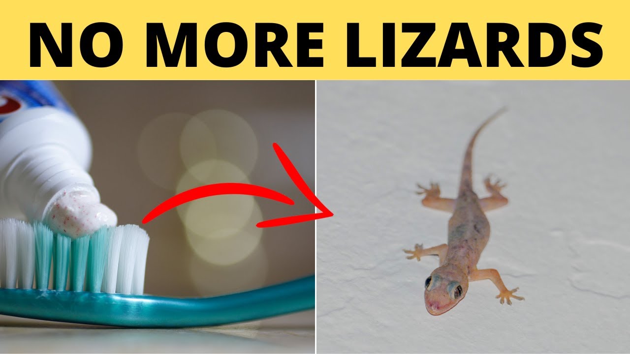The Best Ways How to Get Rid of Lizards Home Remedy - YouTube