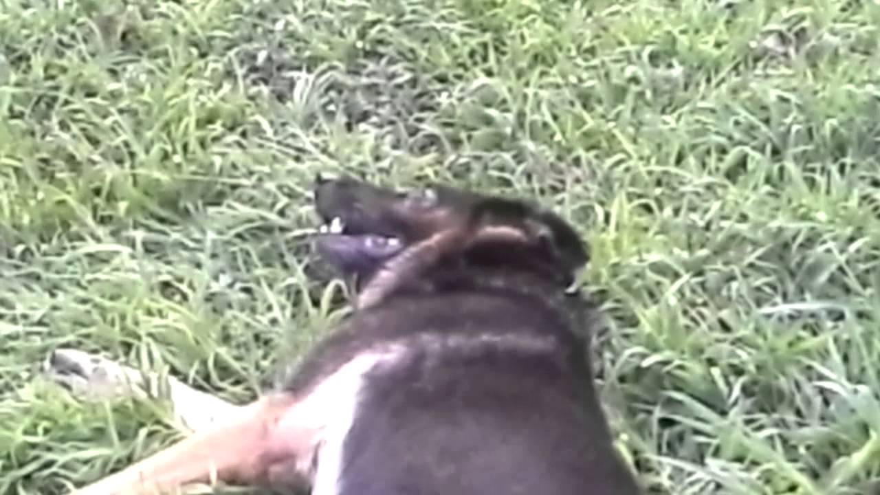 German shepherd does dead dog for bacon treats - YouTube