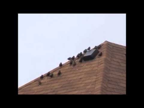 Bird Droppings on a Roof - YouTube