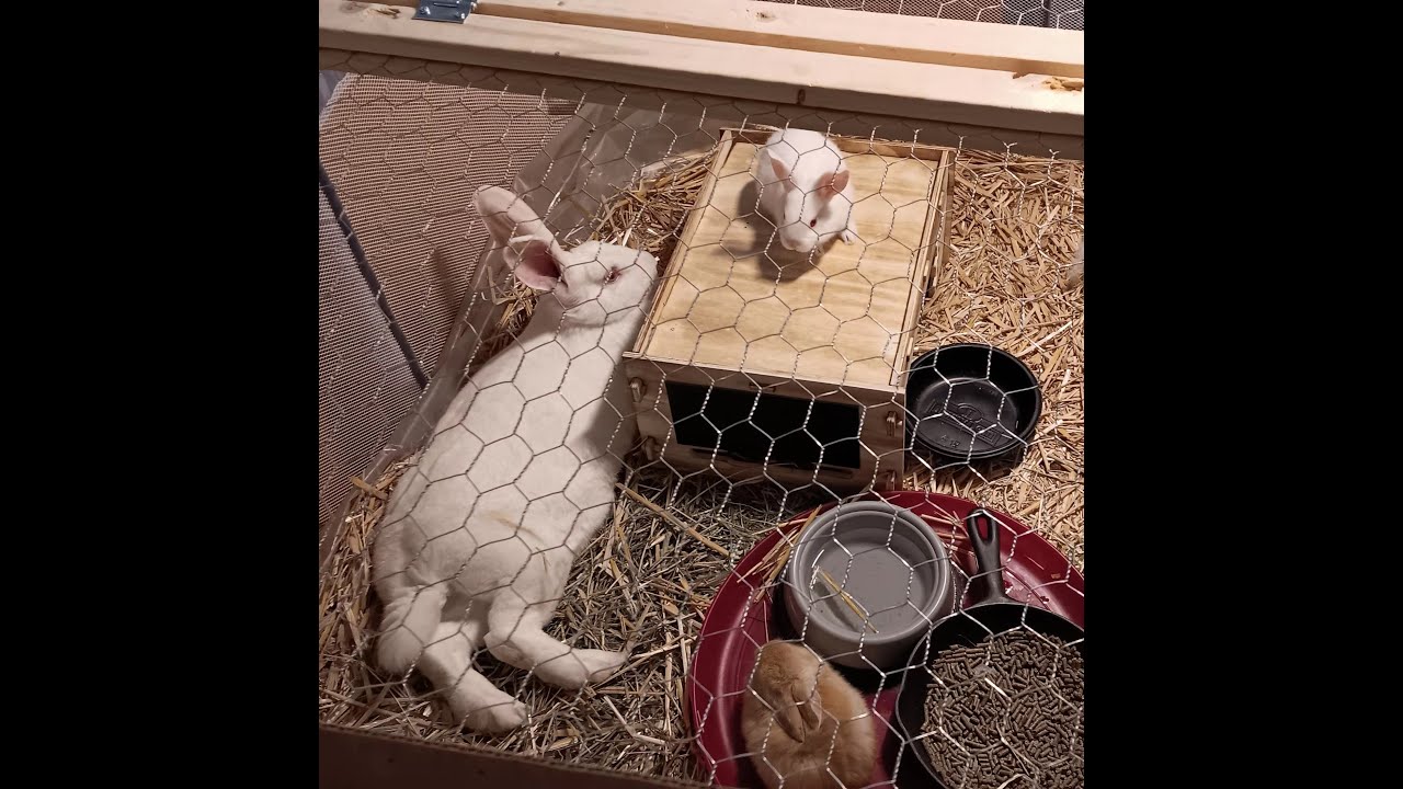 Rabbits in house thru the storm - YouTube