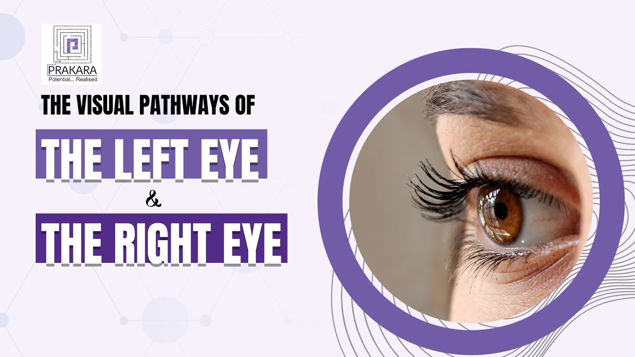 The visual Pathways of the Left Eye and the Right Eye. - YouTube