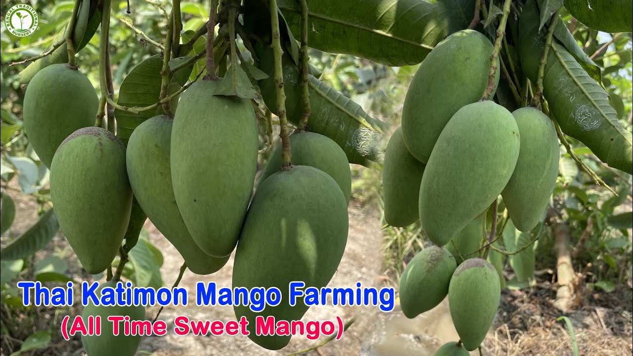 All Time Sweet Katimon Mango Farming | Mango ki khati | Contact ...