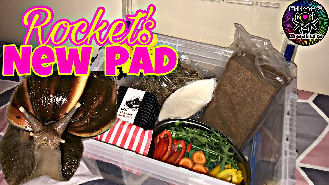 Giant African Land Snail ENCLOSURE SET UP 🐌 - YouTube