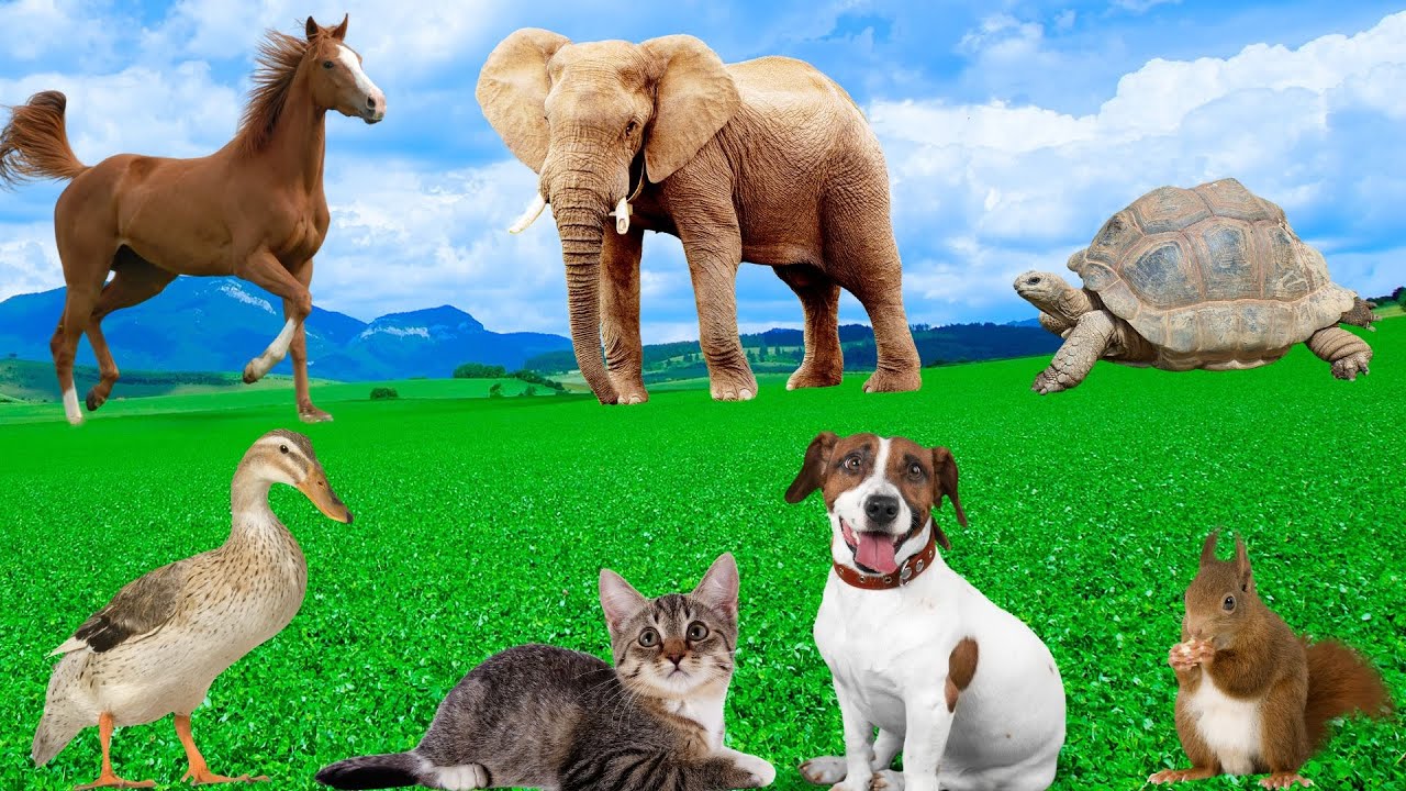 Natural Animal Sounds - Squirrels, Rabbits, Elephants, Turtles, Dogs ...