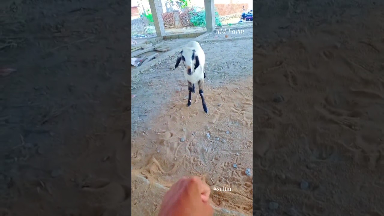 Fighter Sheep 🐏#sheepfarming #sheep #sultan - YouTube