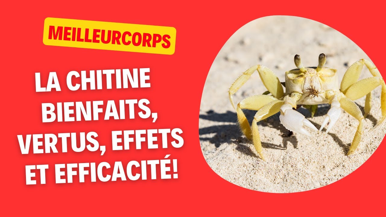 LA CHITINE : BIENFAITS, VERTUS, EFFETS ET EFFICACITÉ! - YouTube