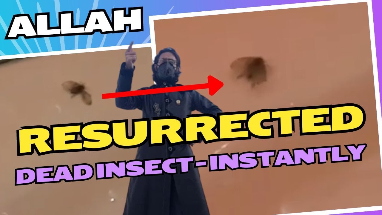 ALLAH Resurrected the Dead Insect Instantly | Legendary Freelancer ...