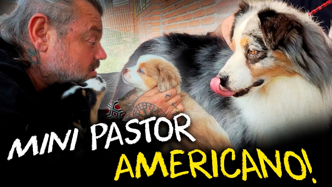 MINI PASTOR AMERICANO: A ESCOLHA CERTA PARA QUEM QUER UM CÃO PARA A ...