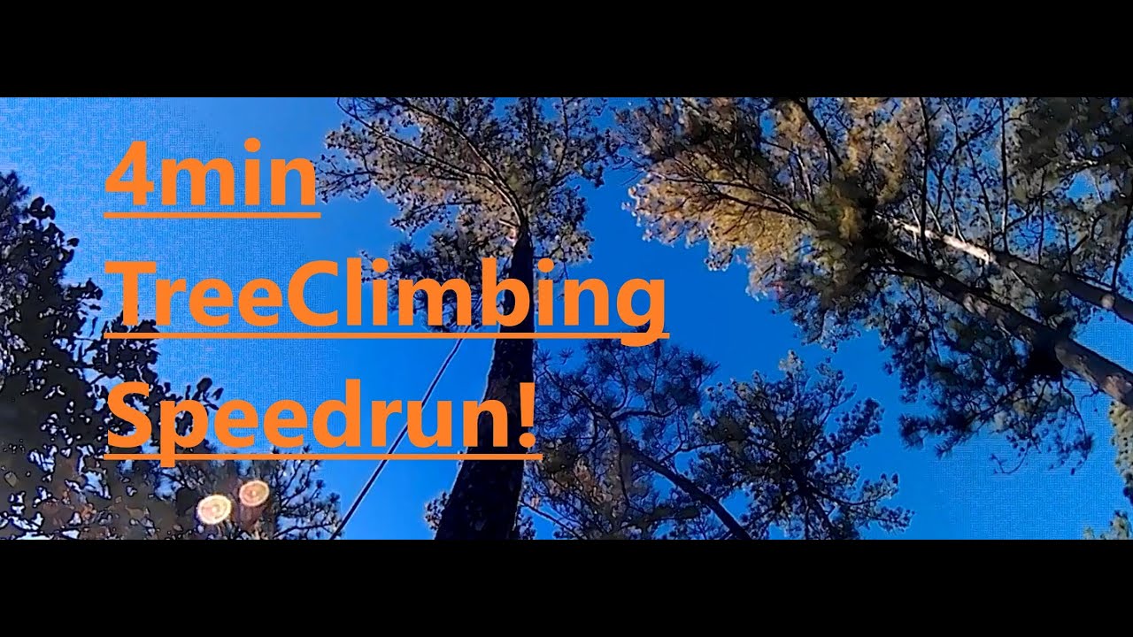 Climbing a 65ft Pine Tree - YouTube