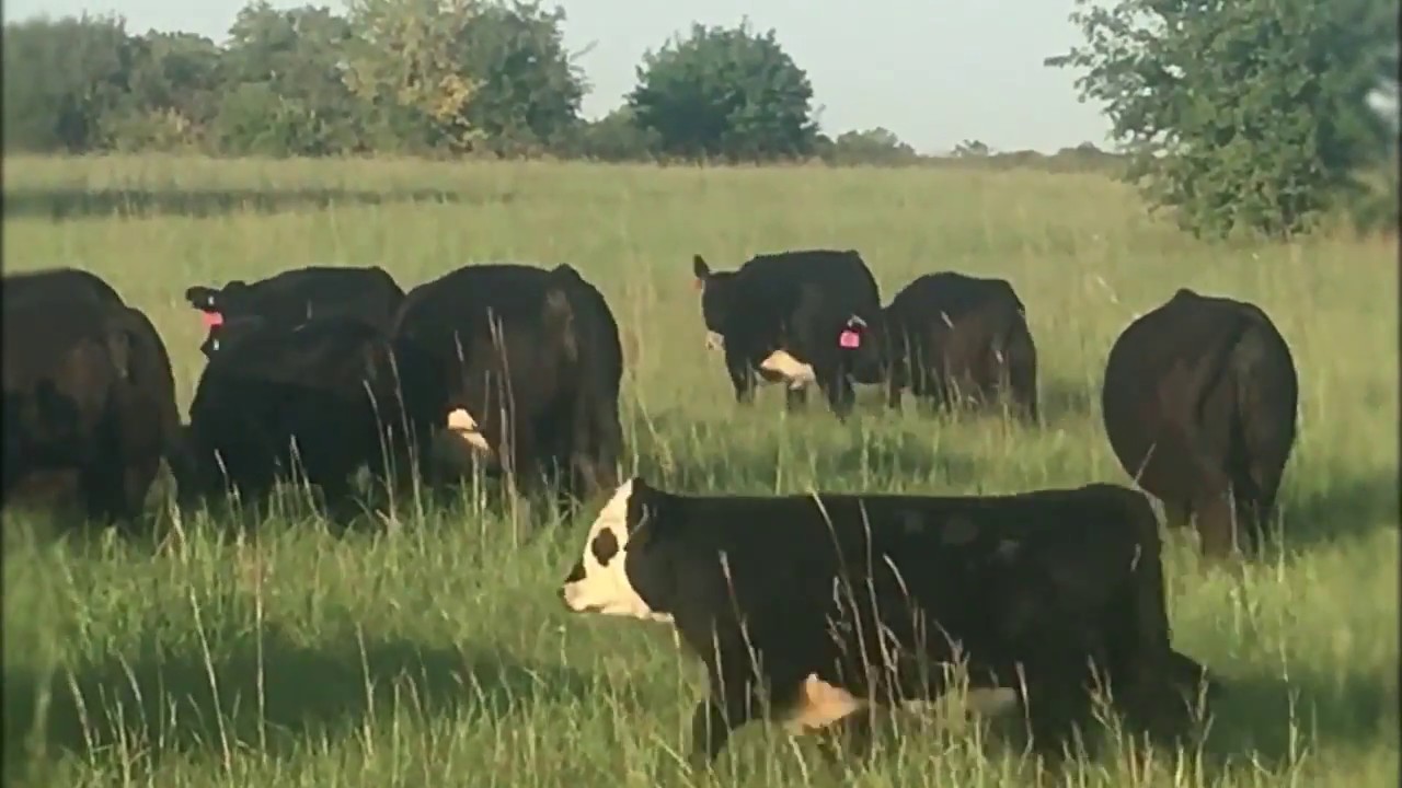 Welcome to the Foust Farms YouTube Channel - YouTube