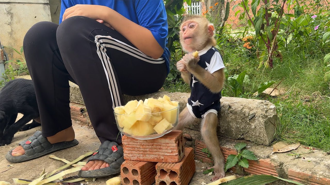 Princess Zim looked so funny when she went to harvest sugarcane and ate ...