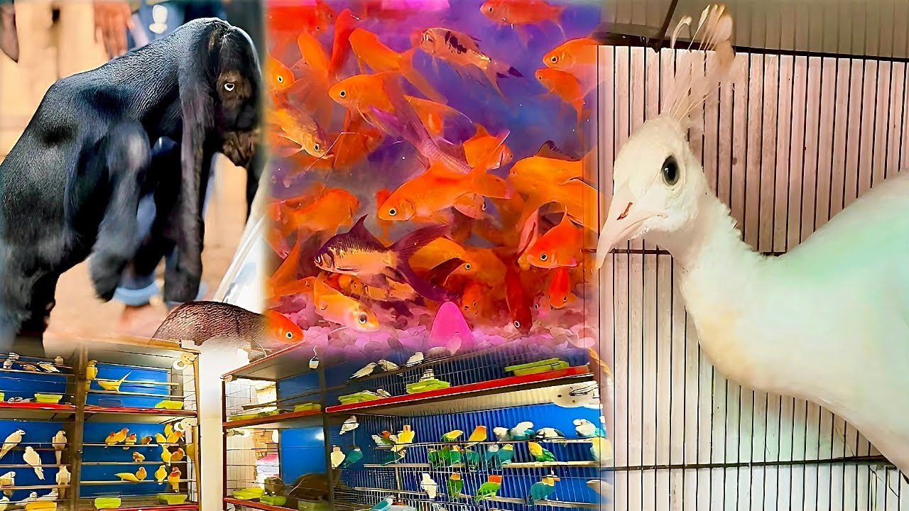 “Sabse Unique Pets Market Tour 🐟🦚🐐 | Amazing Animals in Pakistan” - YouTube