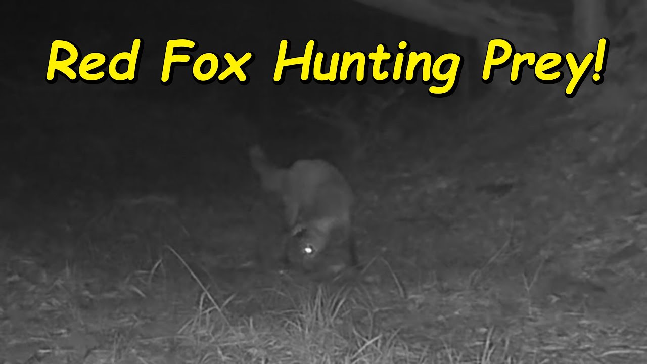Red Fox Hunting Prey! - YouTube