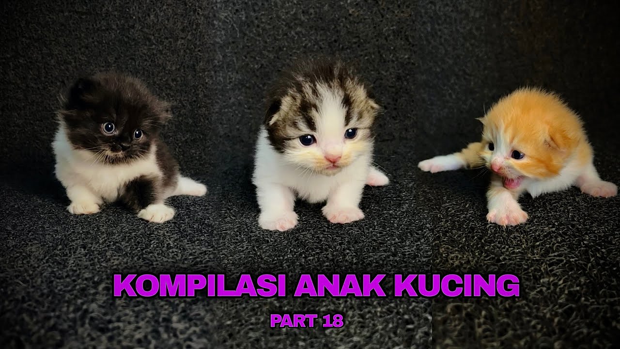KOMPILASI ANAK KUCING LUCU GEMOY GEMES PART 18 - YouTube