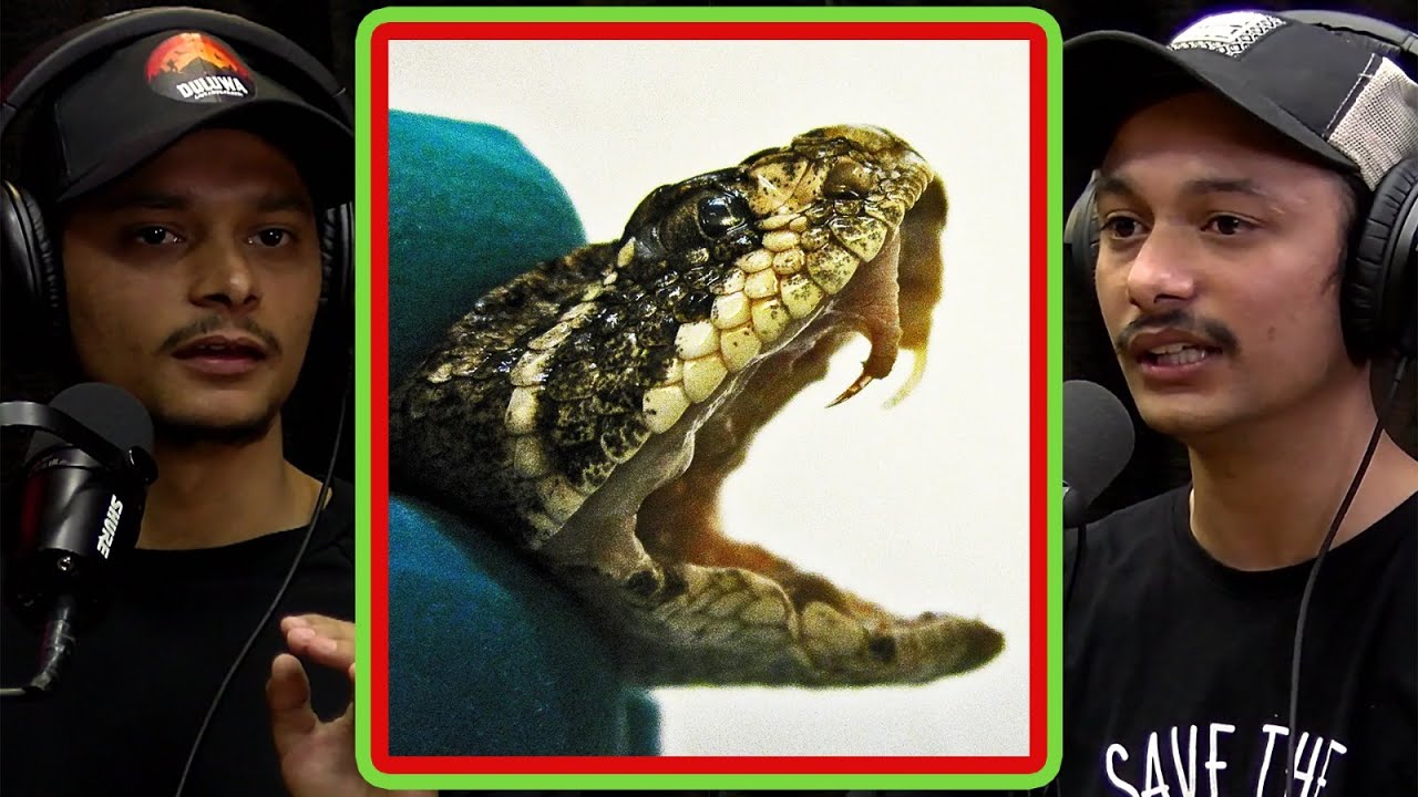 Rohit & Roshan Give Detailed Explanation About Snake Fangs! - YouTube