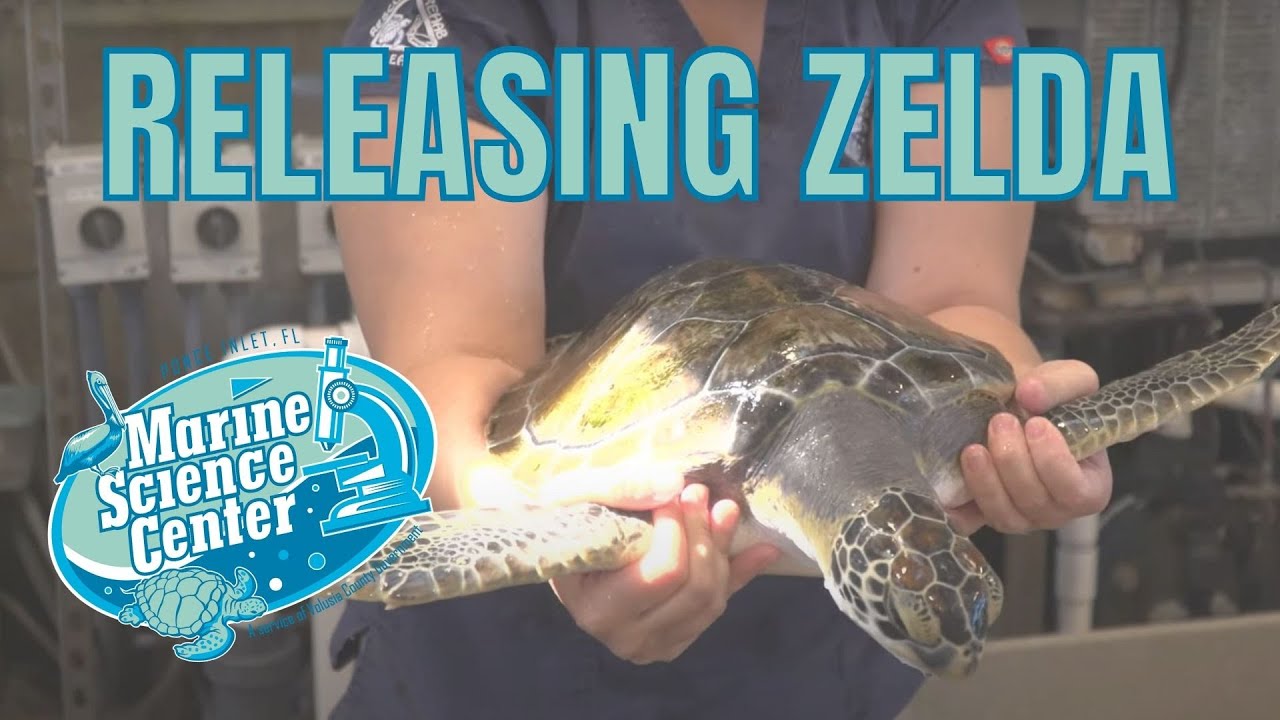 Marine Science Center releases Zelda the sea turtle! - YouTube
