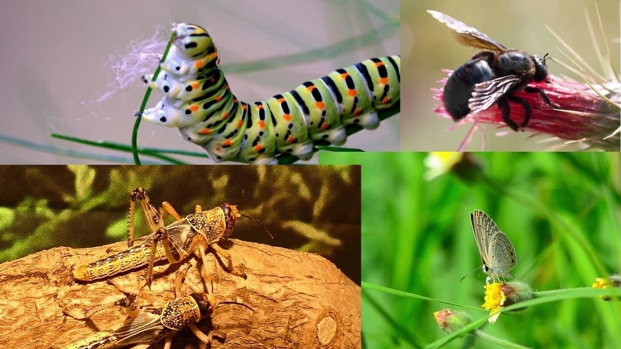 Insects, Bugs & Rock 'n' Roll: Get Buggy with some Awesome Insects ...