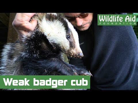 Sick Badger Regains Strength Thanks To A Tasty Meal Cooked With Love ...