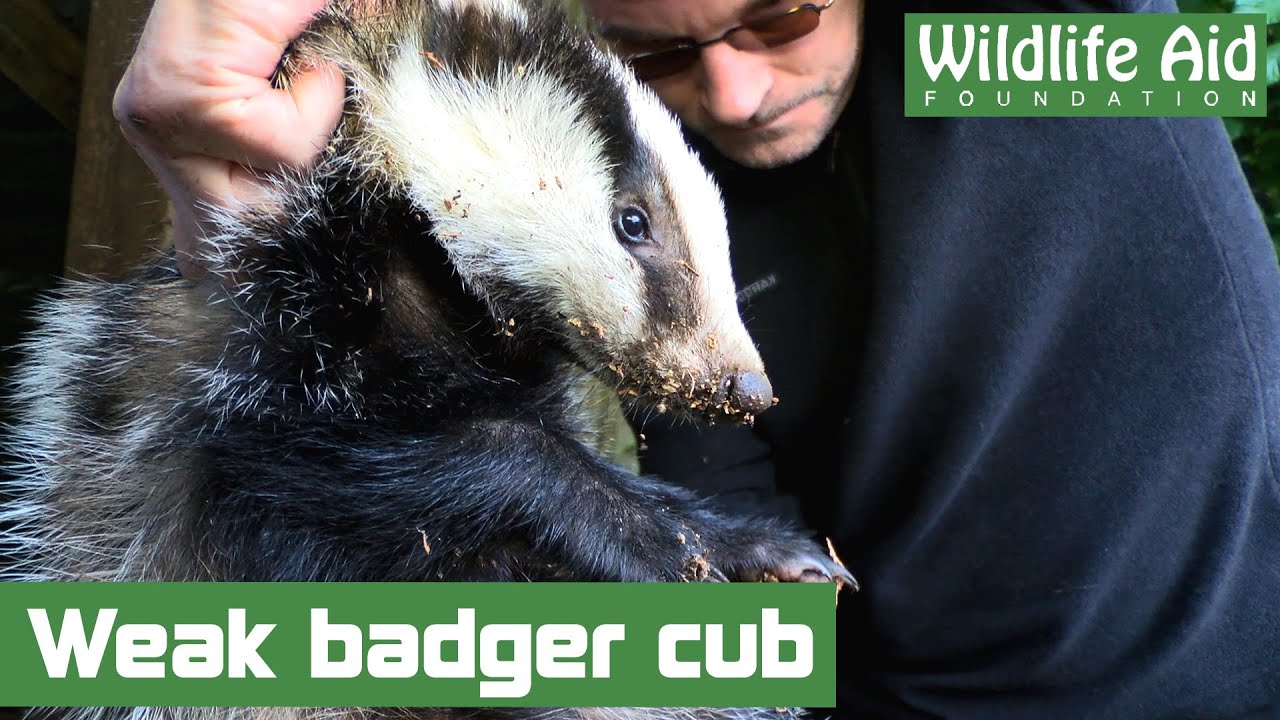 Hungry badger cub devours recovery meal at hospital - YouTube