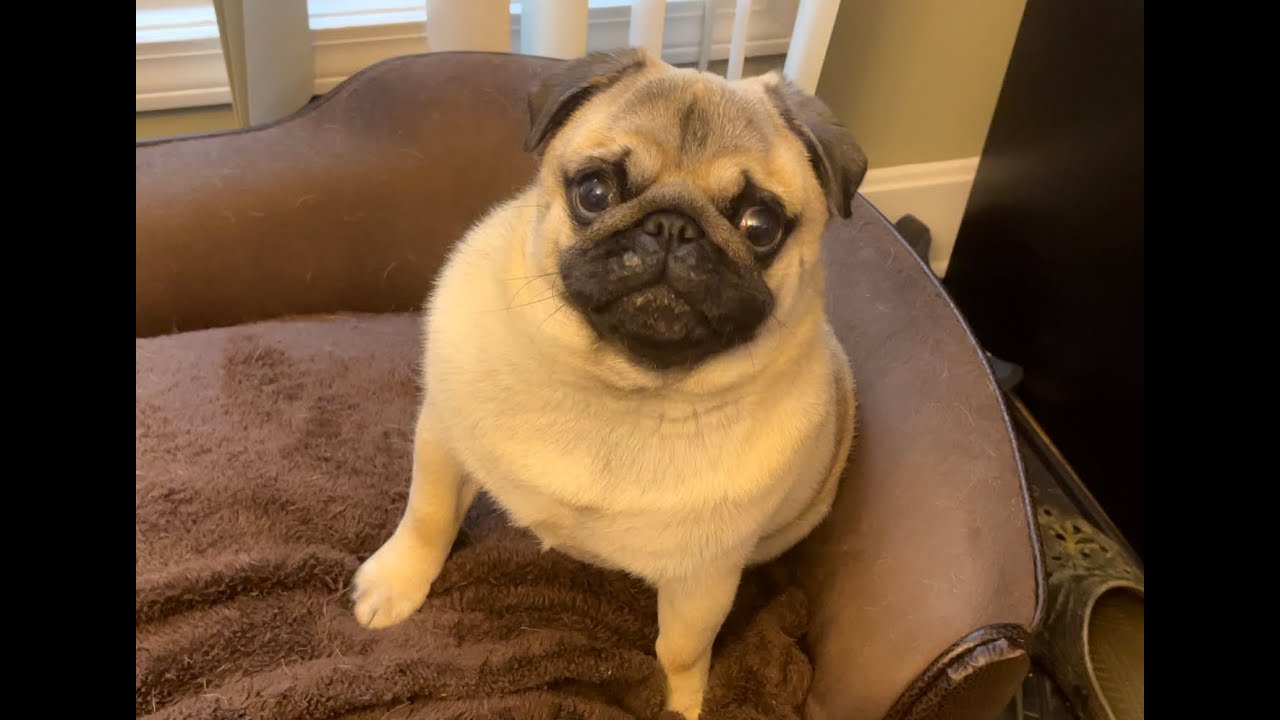 Who is your Pug Momma? - YouTube