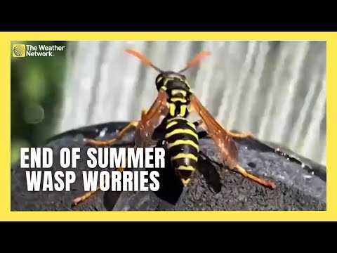 When Do Wasps Come Out In Ontario
