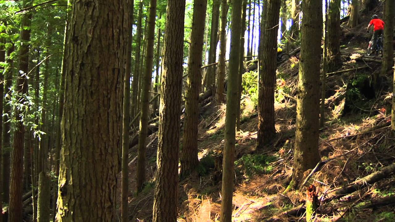 Treelines NW - YouTube