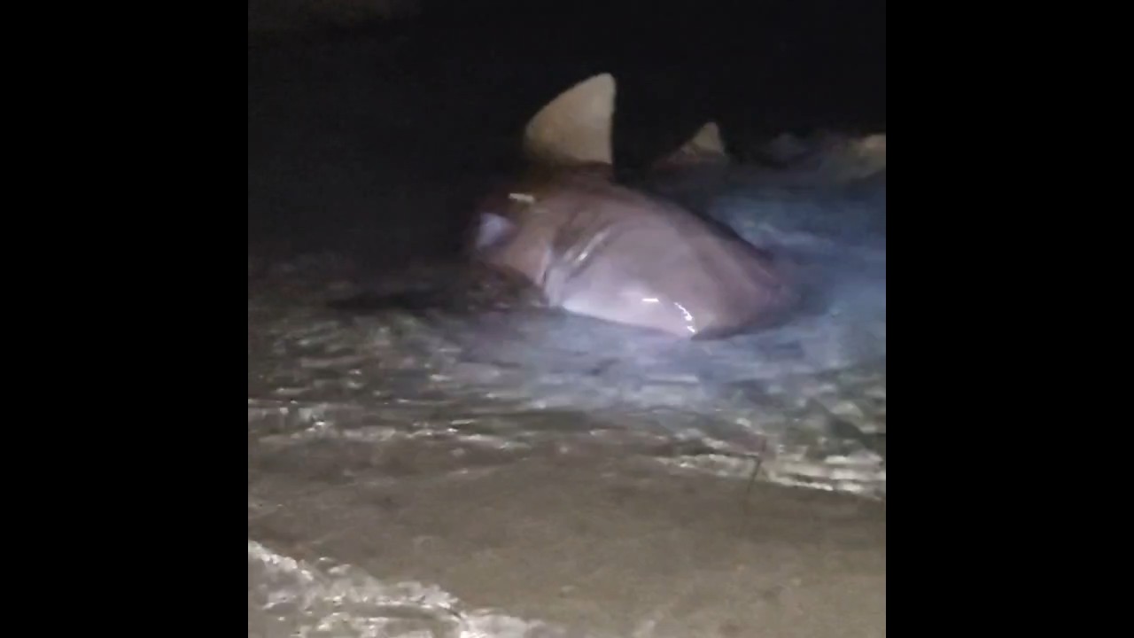 Coastal shark fishing! Lots of sharks in the Florida Keys! - YouTube
