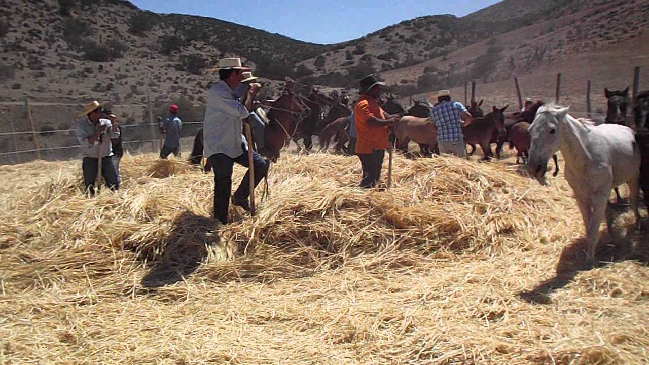 trillas 2015 - YouTube