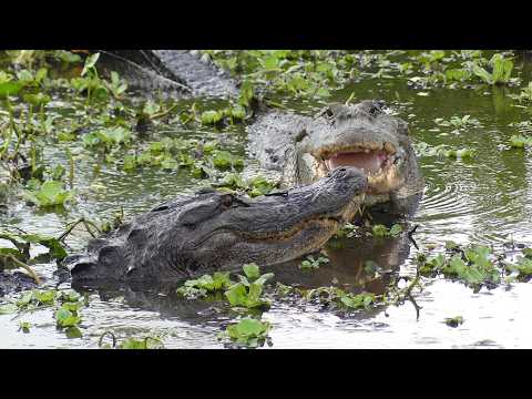 5 Wild Alligator Courtship & Mating Encounters