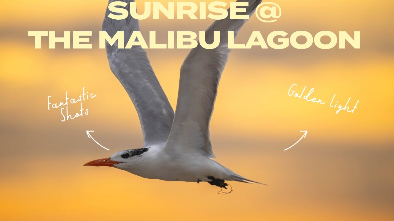 Sunrise Bird Photography at Malibu Lagoon with Nikon Z8 & 180-600mm ...