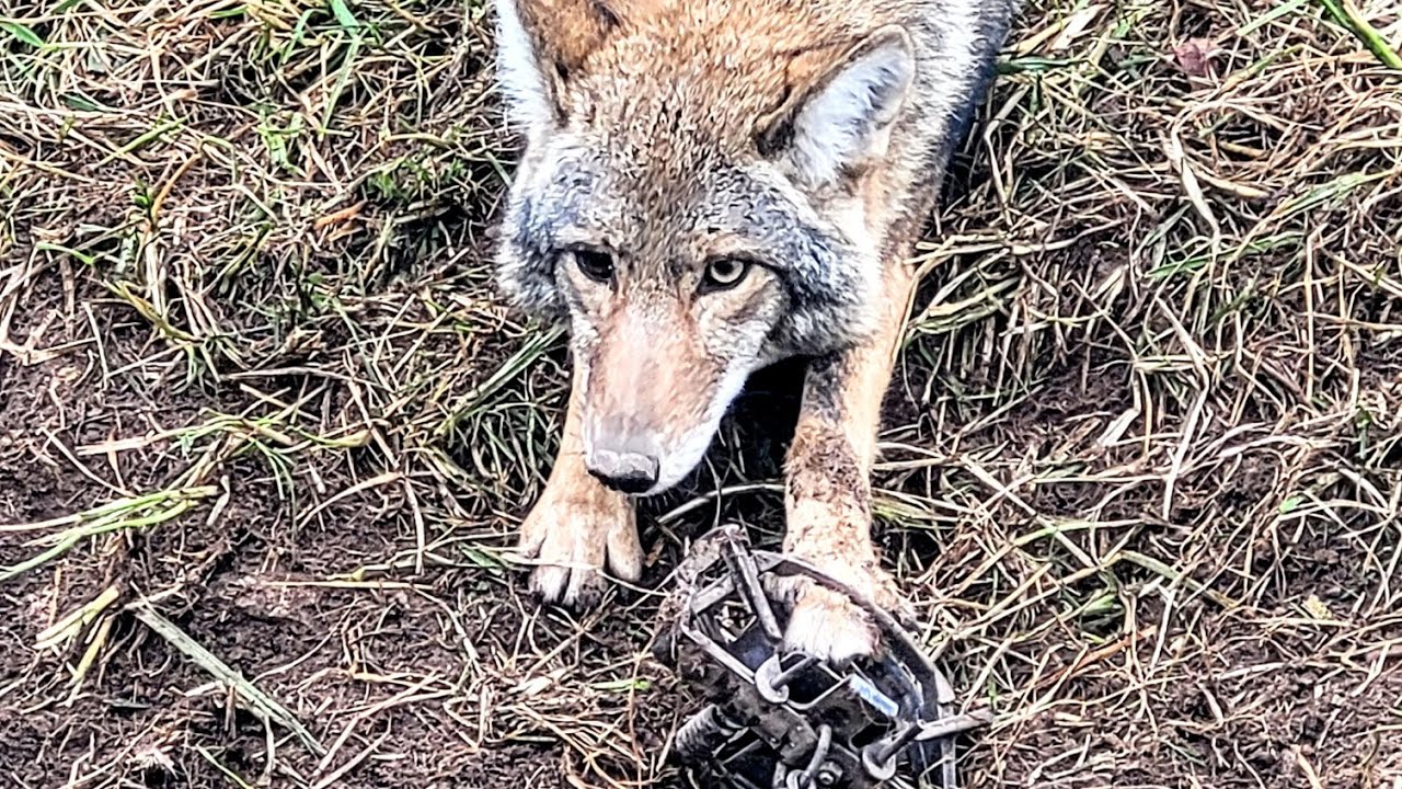 Double On Coyotes! Coyote Trapping - YouTube