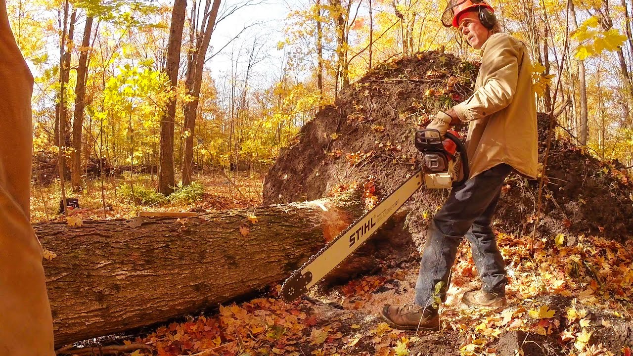 cutting two root balls and clearing more road through the woods - YouTube