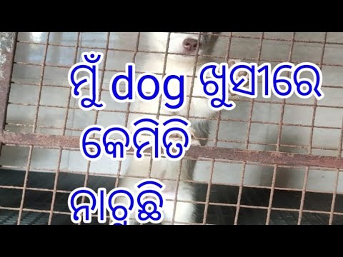 hashki dog khusire kemiti nachuchhi #germanshepherd #Haski dog 🐕# ...