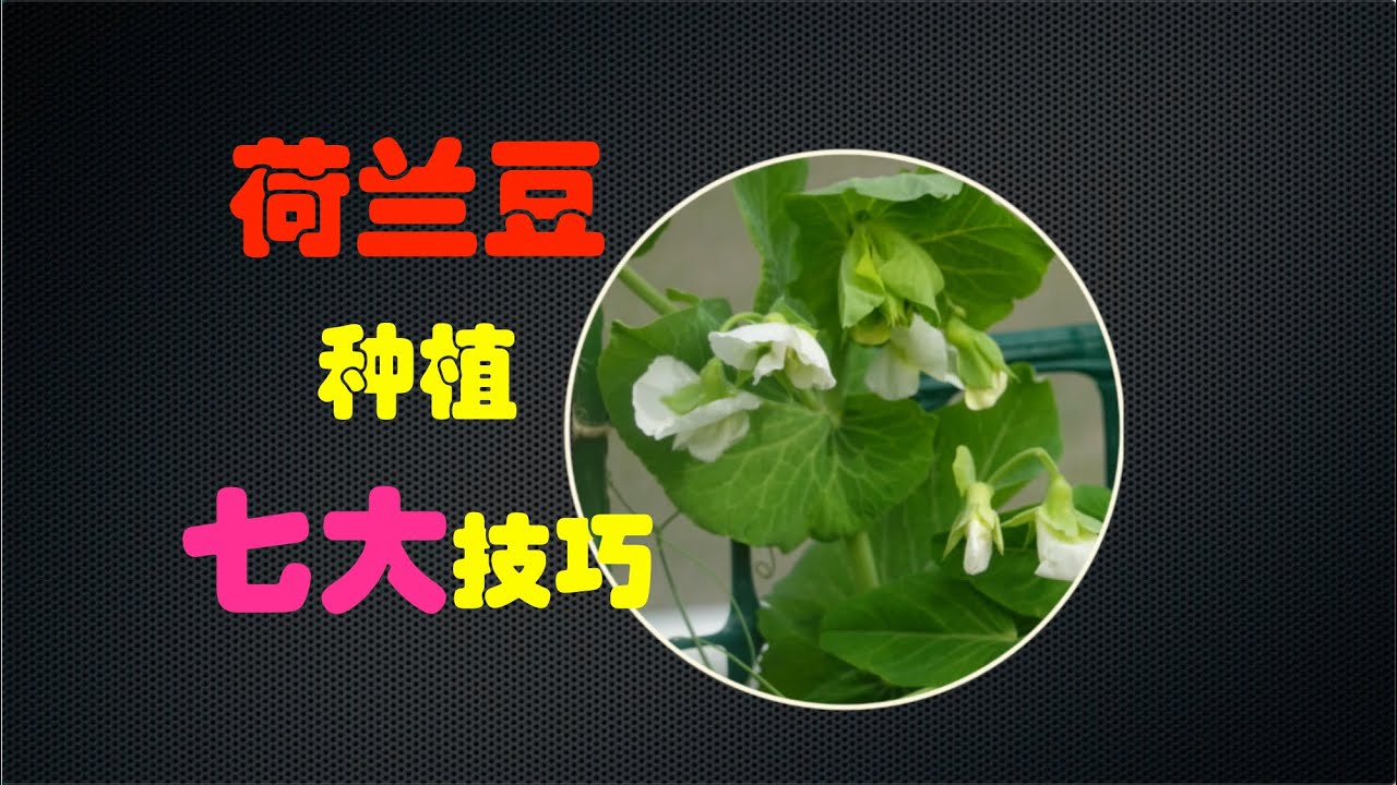 种植“荷兰豆”的七大技巧 (第33期) How to grow snow beans (Ep33) - YouTube