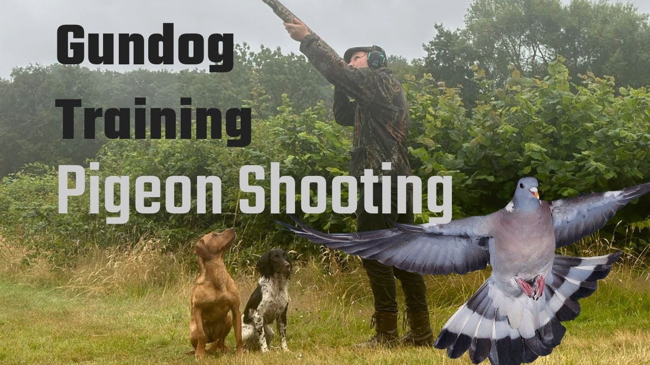 Fast High Pigeons - Fox Red Lab & English Springer Spaniel #gundog # ...