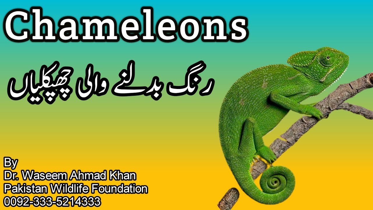 Interesting Facts About Chameleons | What Is A Chameleon | Rang ...