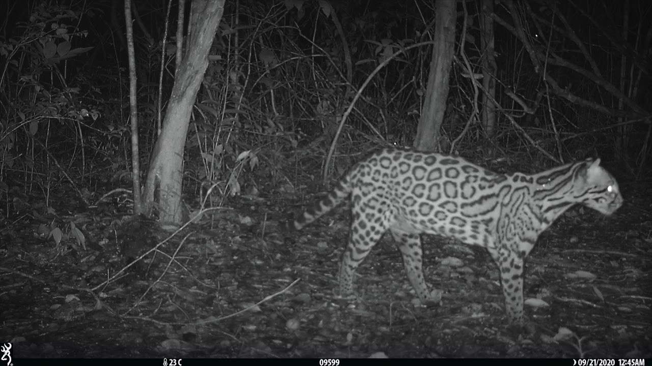 Ocelote o tigrillo 3 - YouTube