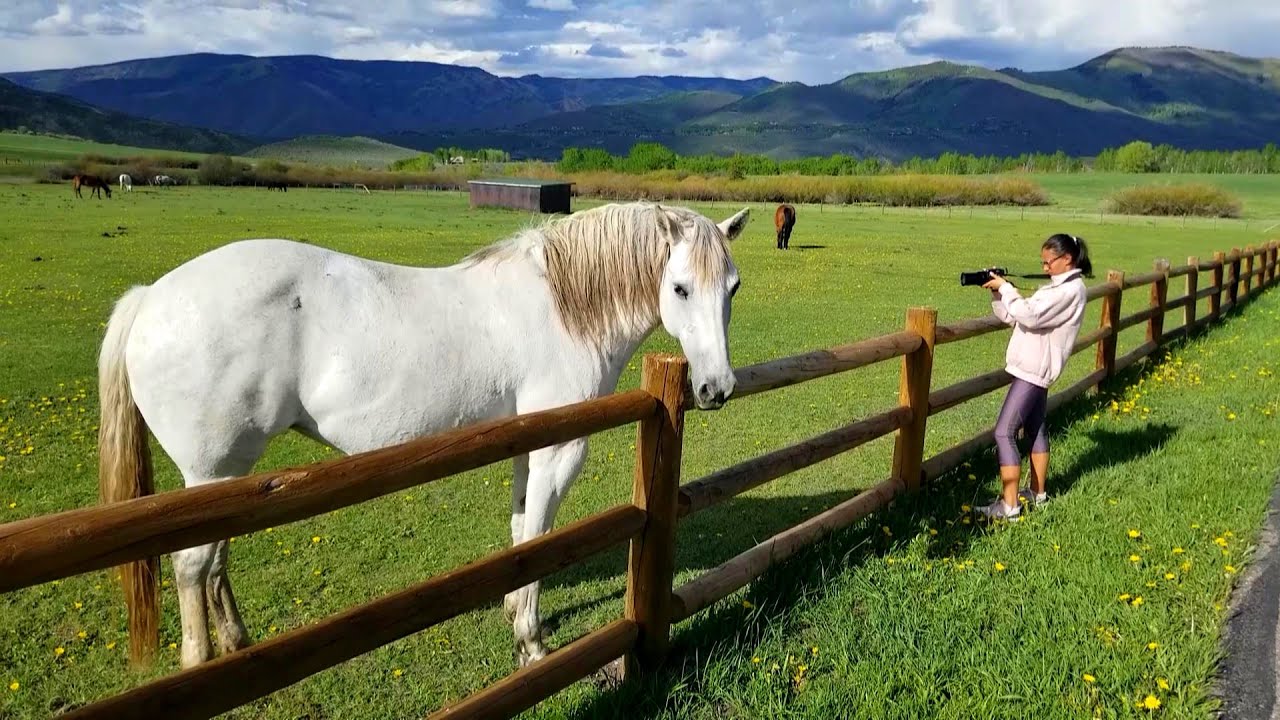 Beautiful horses - ranch - Rocky mountains - Colorado landscape - YouTube