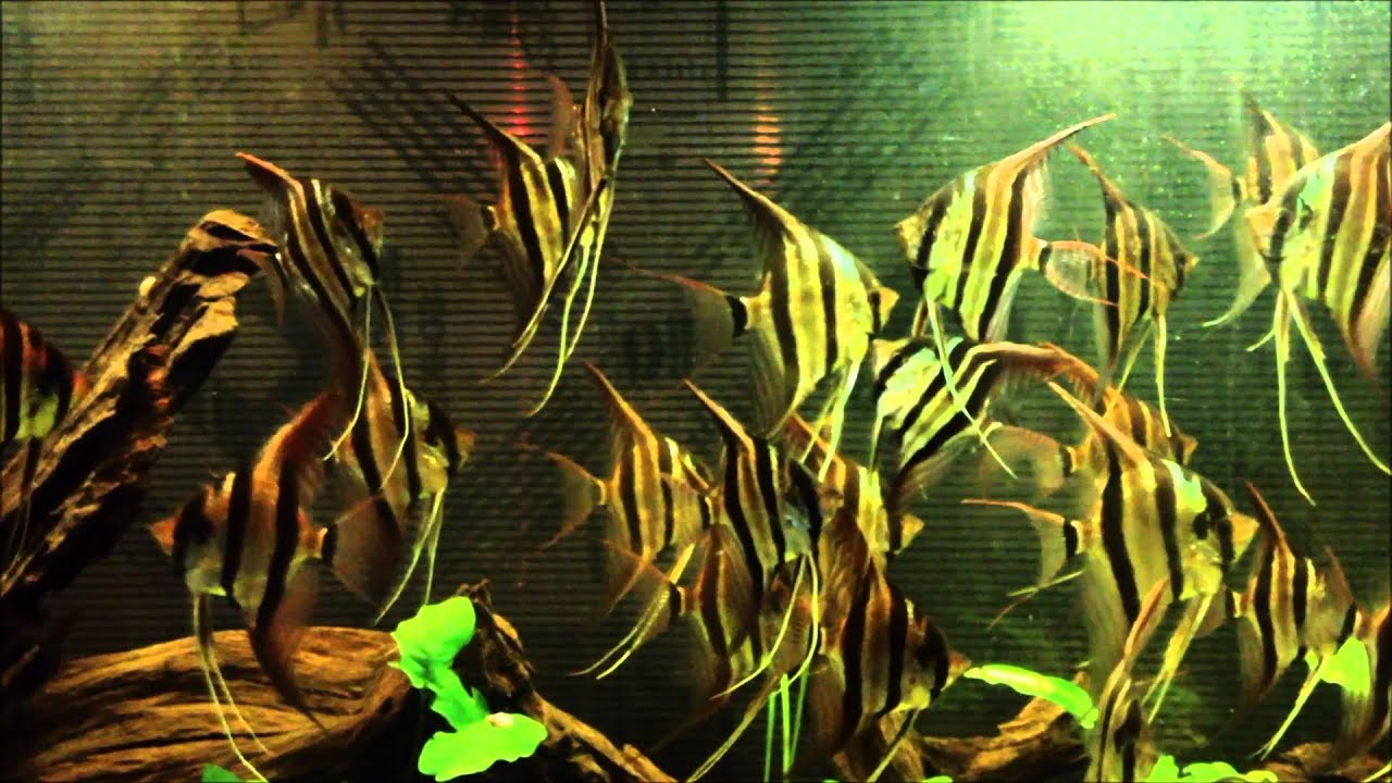 Altum Angels - YouTube