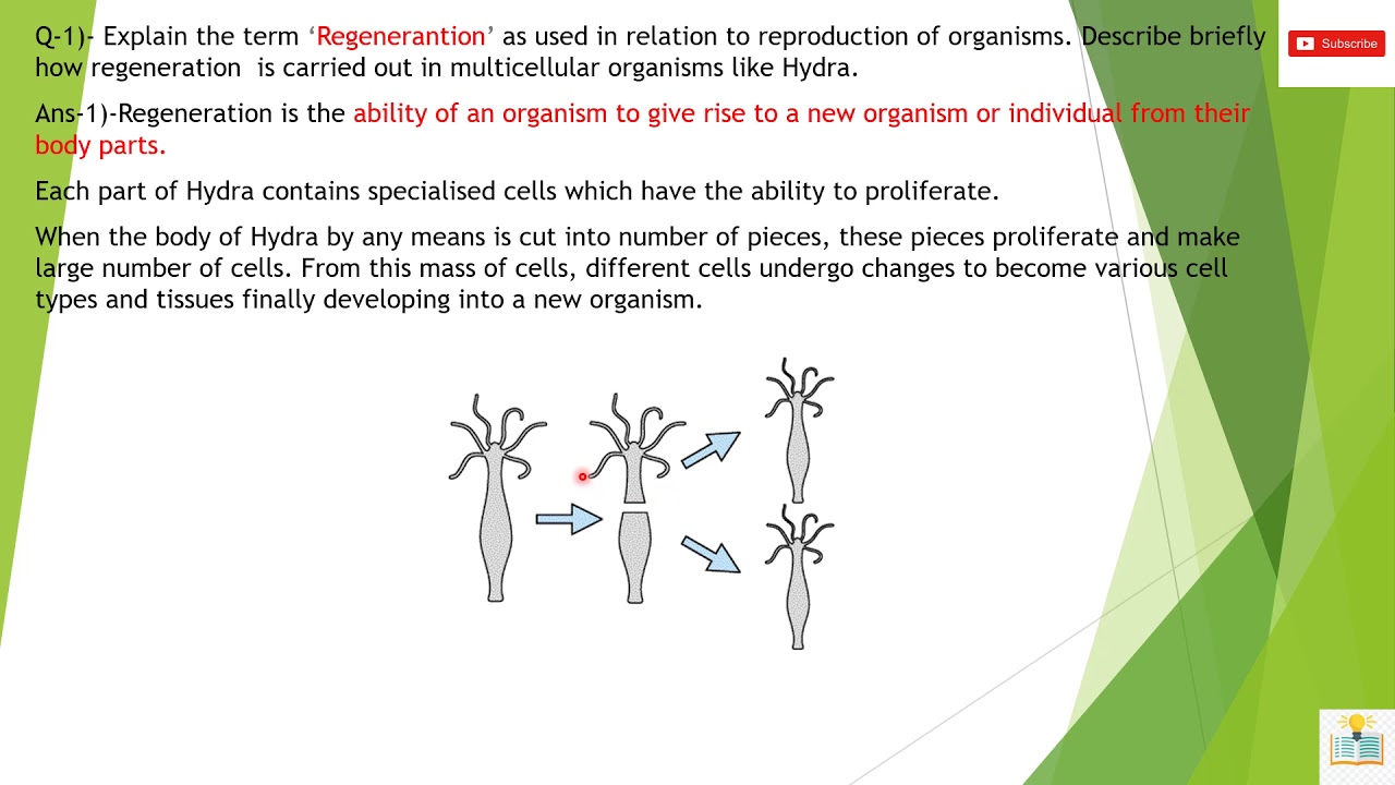 Regeneration in hydra class 10th - YouTube