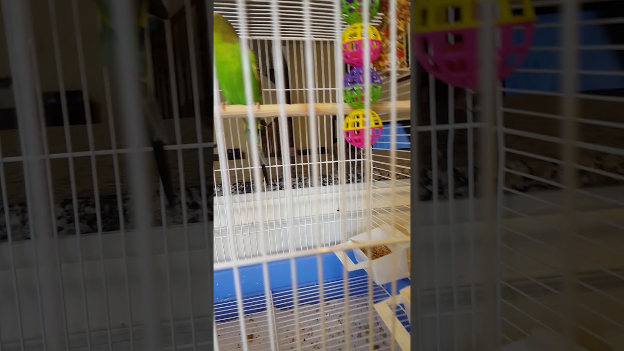 I have birds!!!😃😆😎 - YouTube