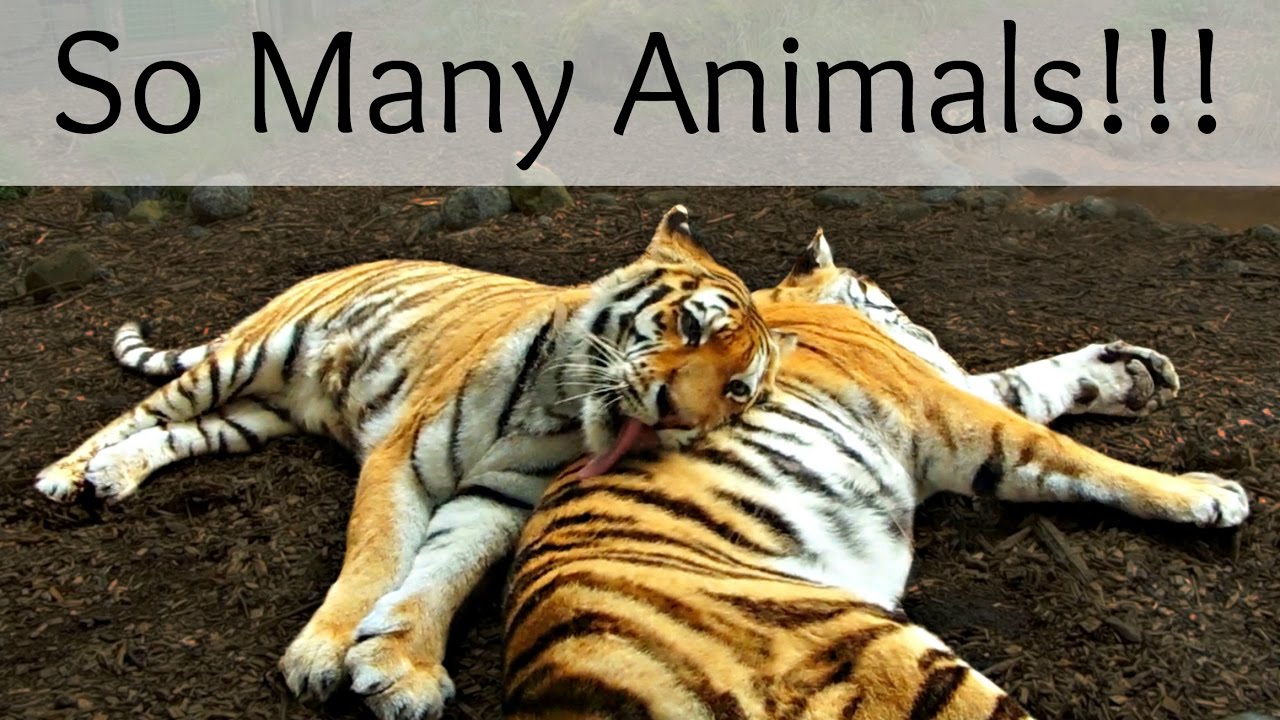 So Many Animals - Dublin Zoo | Jenny E - YouTube