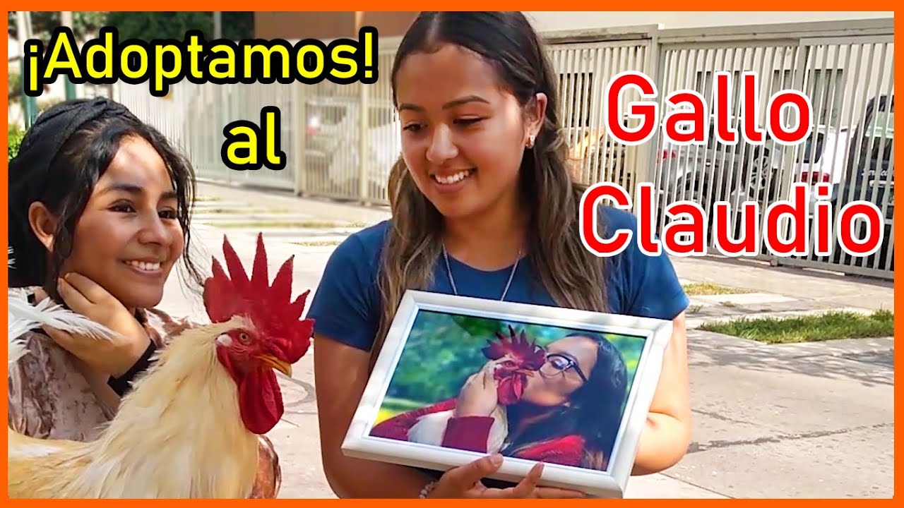Adoptamos un nuevo gallo 🐔 ♥️ / Lino El Gallo Con Botas - YouTube