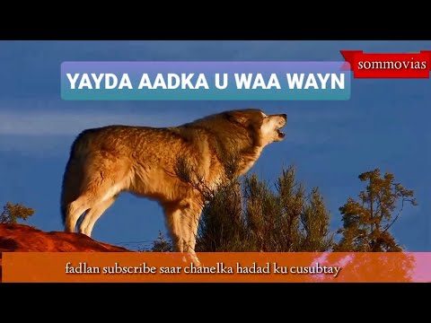 Noocyada yayda national geographic🐅🐕 - YouTube
