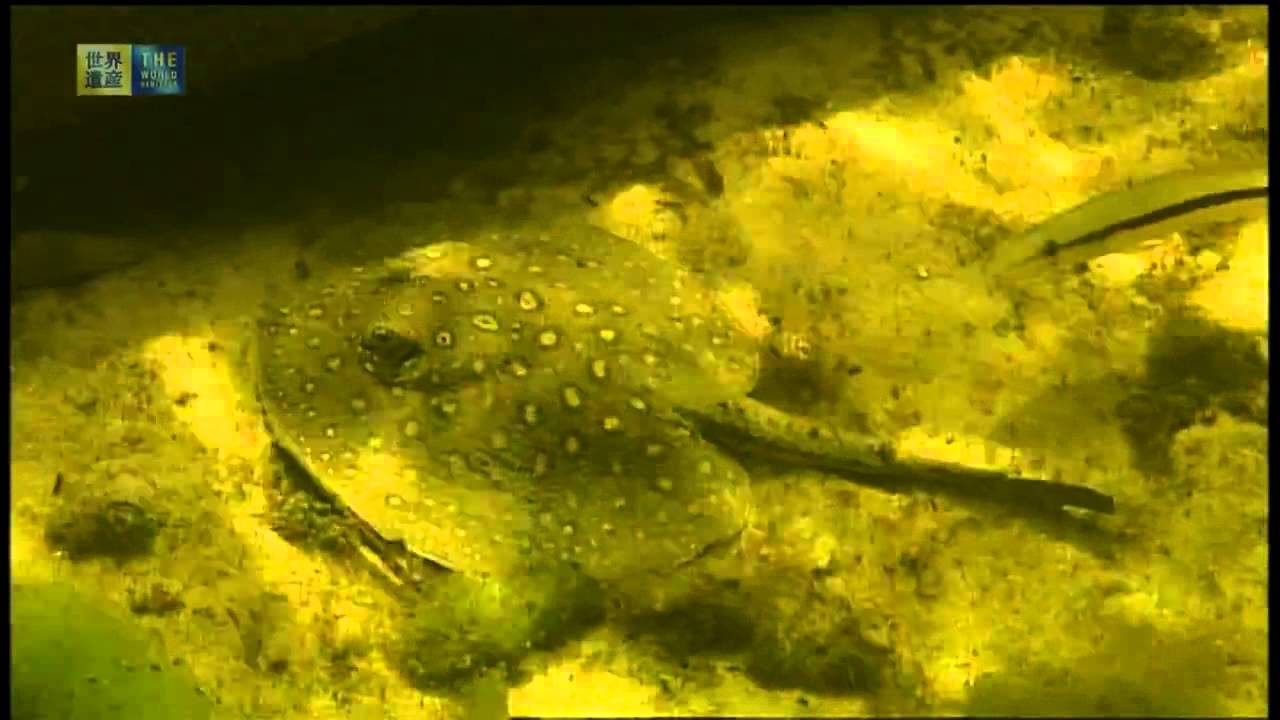 Central Amazon Conservation Complex UNESCO TBS uNvoLmOFczg - YouTube