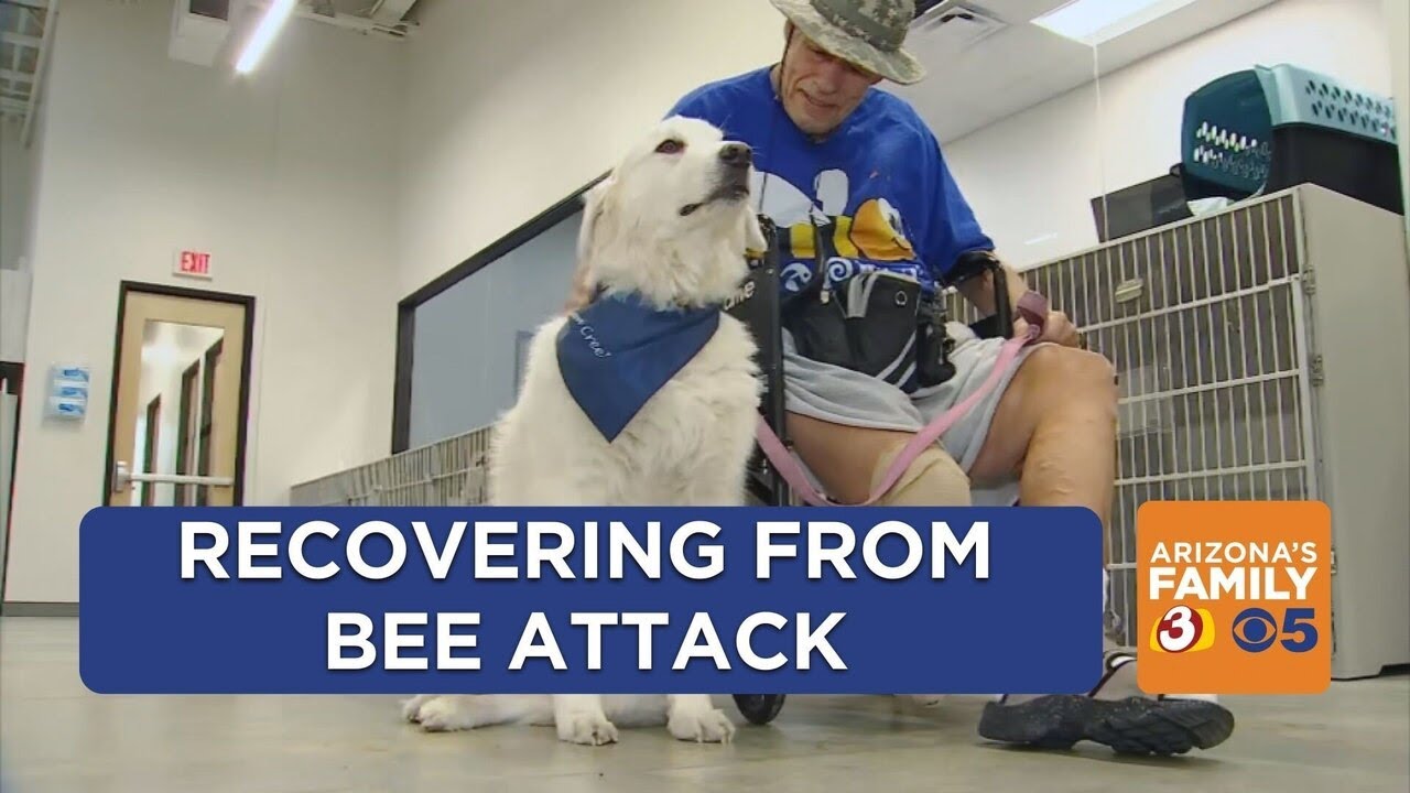 Man and dog recovering after bee attack in Florence neighborhood - YouTube