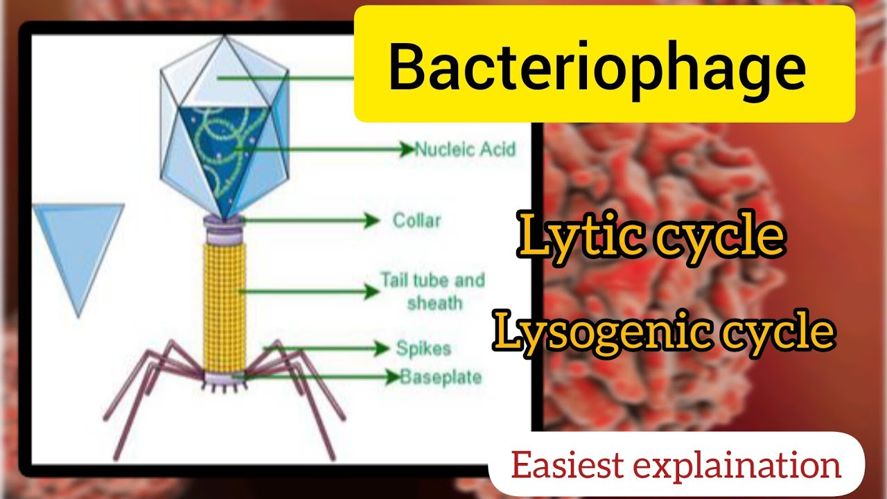 Bacteriophage | life cycle, uses, lytic and lysogenic cycle 🦠 - YouTube