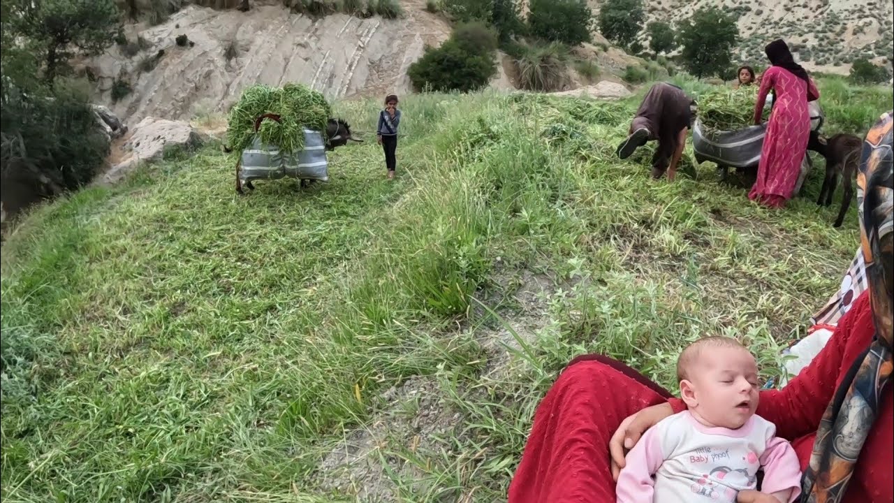 Nomadic family working in the field and returning home, part three ...